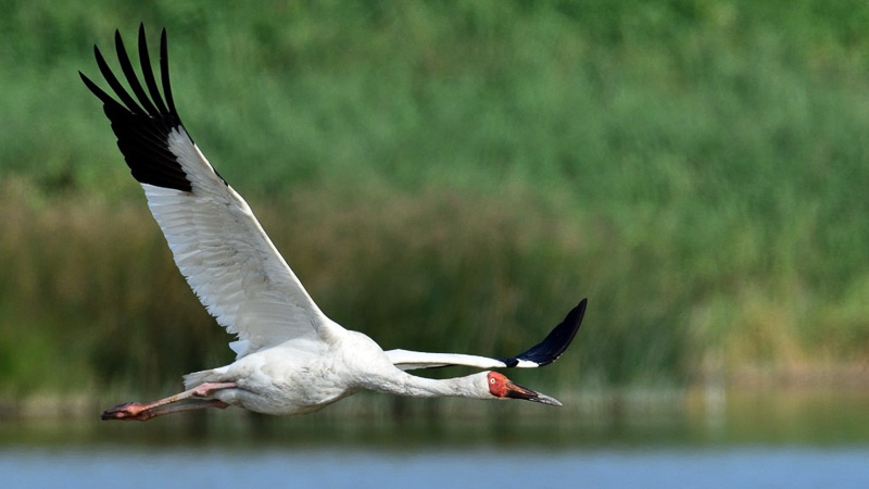 Siberian Crane 白鶴 (CR)