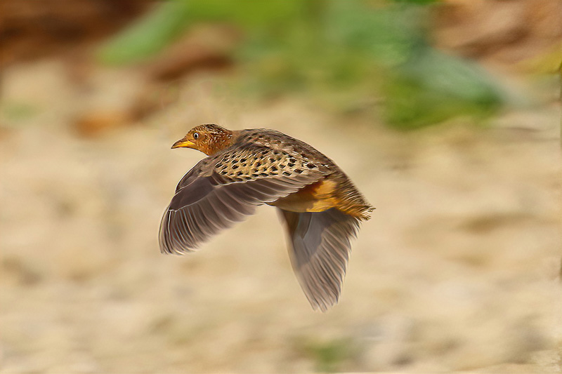 Yellow-legged Buttonquail 黃腳三趾鶉