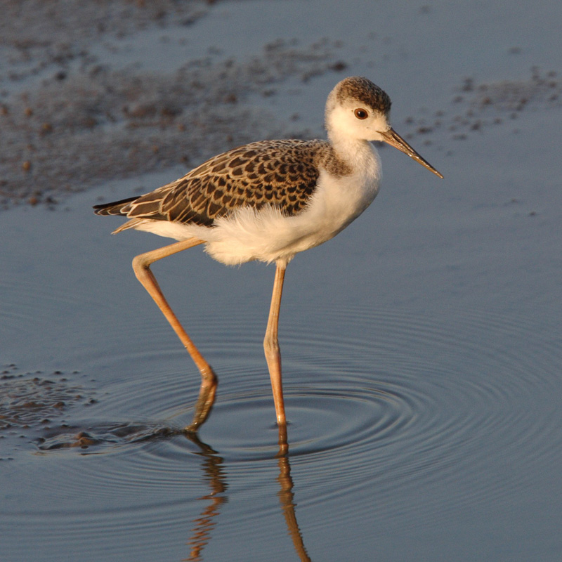 Black-winged Stilt 黑翅長腳鷸