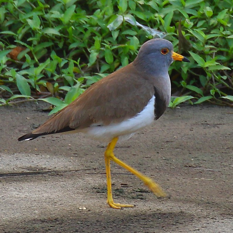 Grey-headed Lapwing 灰頭麥雞